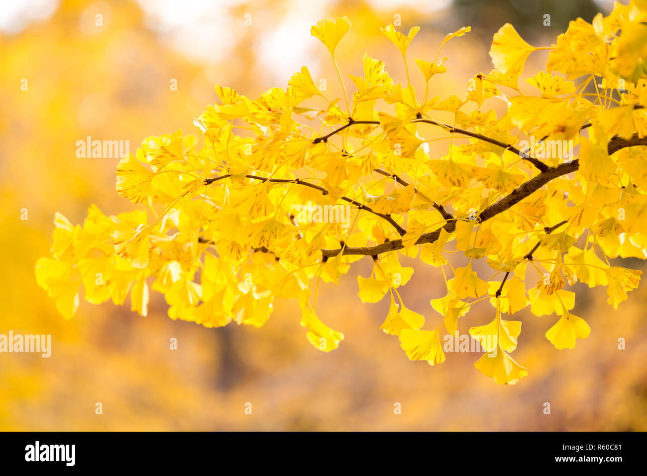 Ginkgo trees Autumn Stock Photo - Alamy