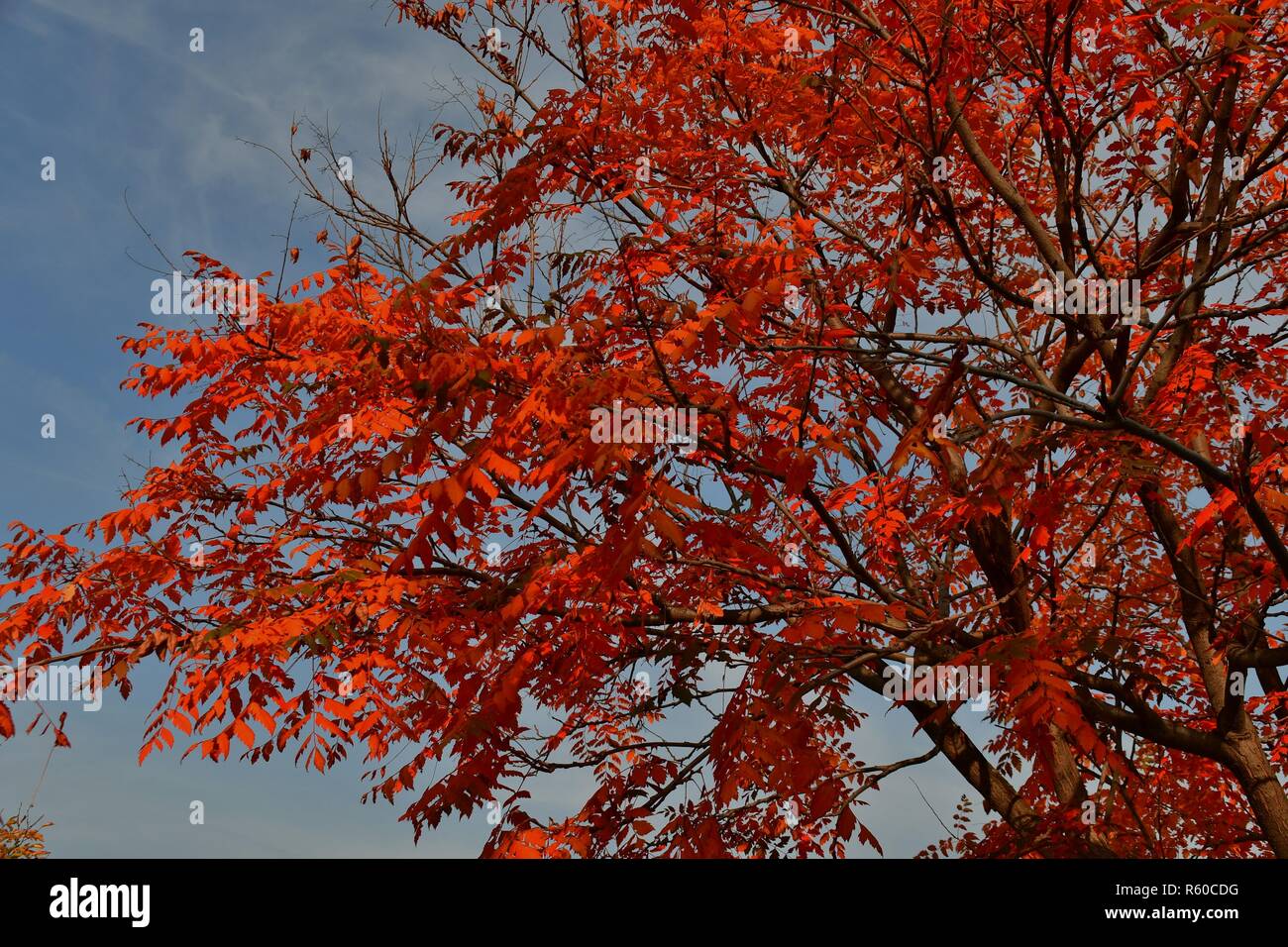 autumn colors in the leaf forest Stock Photo - Alamy