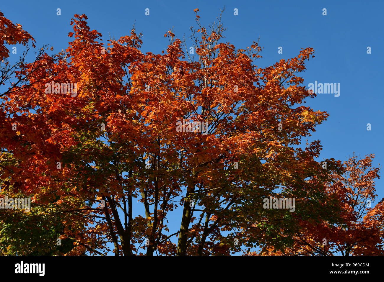autumn colors in the leaf forest Stock Photo - Alamy
