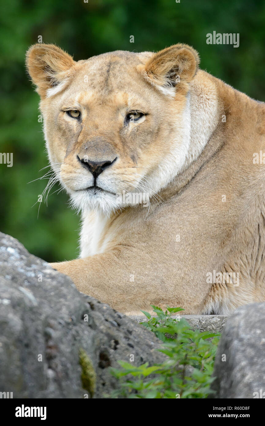 Exhausted lion hi-res stock photography and images - Alamy