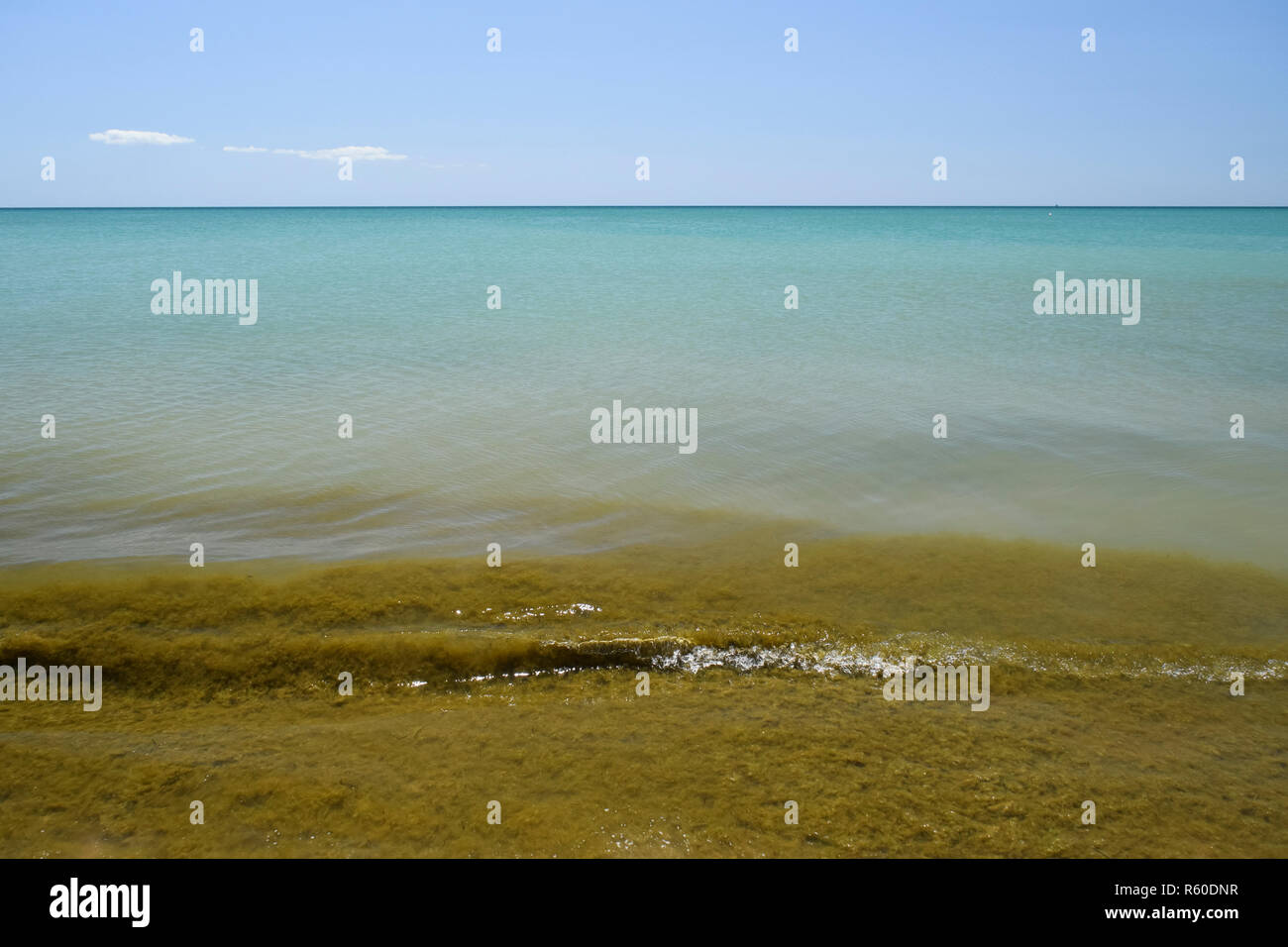 Coastal sea waves. Seawater with seaweed. Coastal algae. Sea bea Stock ...