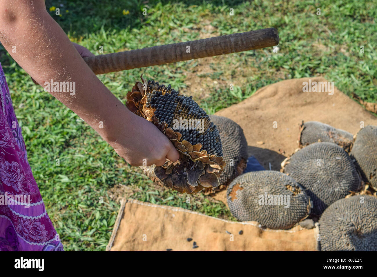 Threshing sunflower seeds by hand. Stick woman knocks sunflower Stock ...