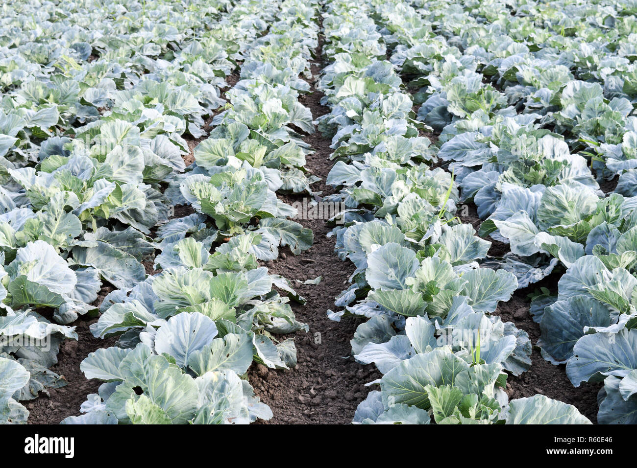 The cabbage field Stock Photo - Alamy