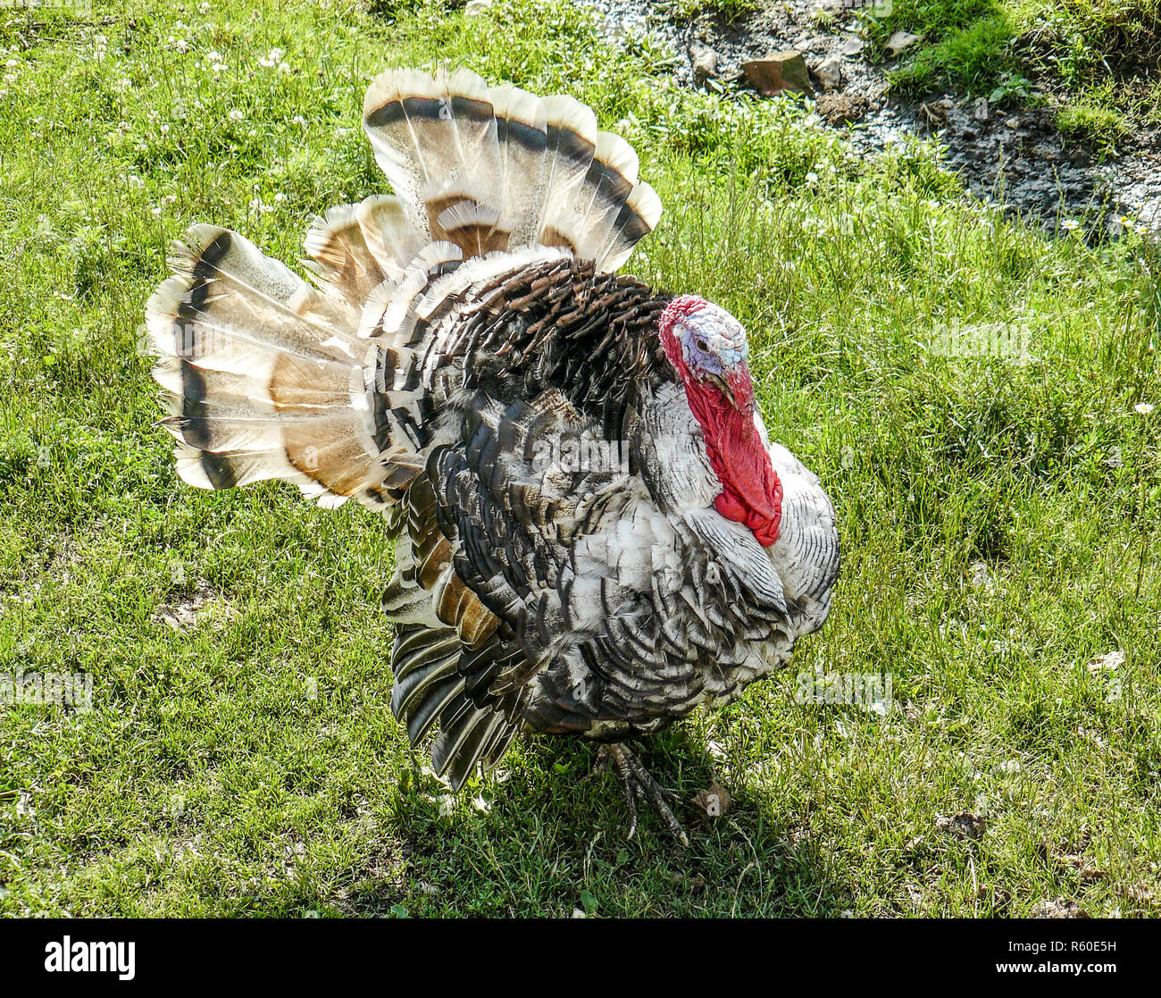 Male of a turkey Stock Photo - Alamy