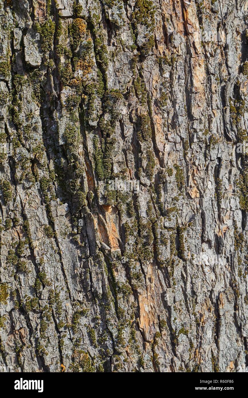 Powerful strong trunk oak tree hi-res stock photography and images - Alamy