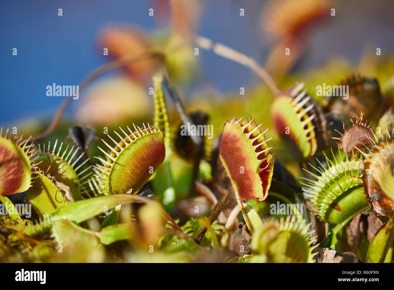 Venus flytrap carnivorous plant Stock Photo - Alamy