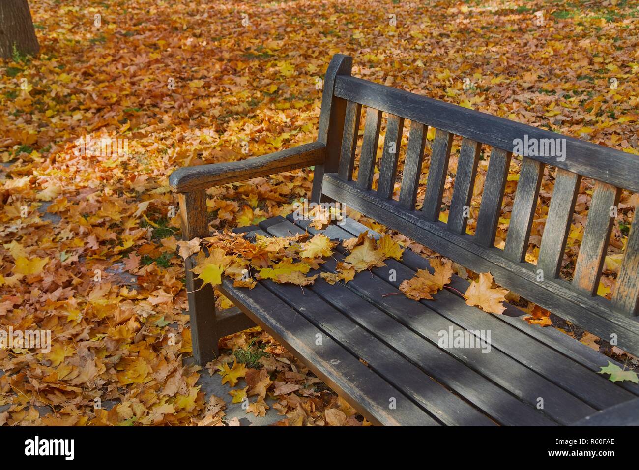 Autumn leaves on bench Stock Photo - Alamy