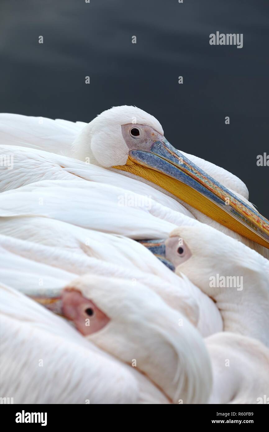 Pelican head closeup Stock Photo - Alamy