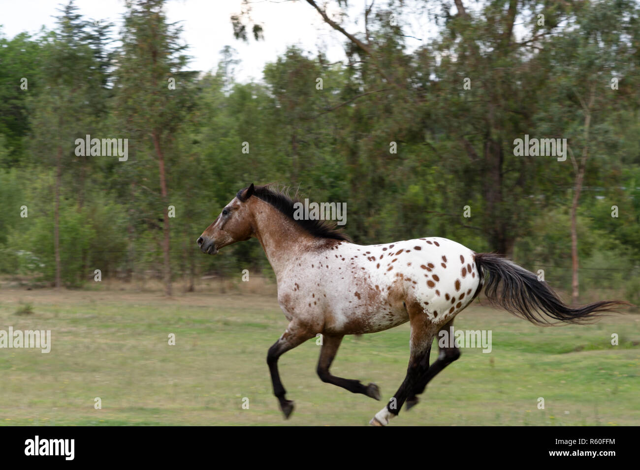 At full gallop hi-res stock photography and images - Alamy