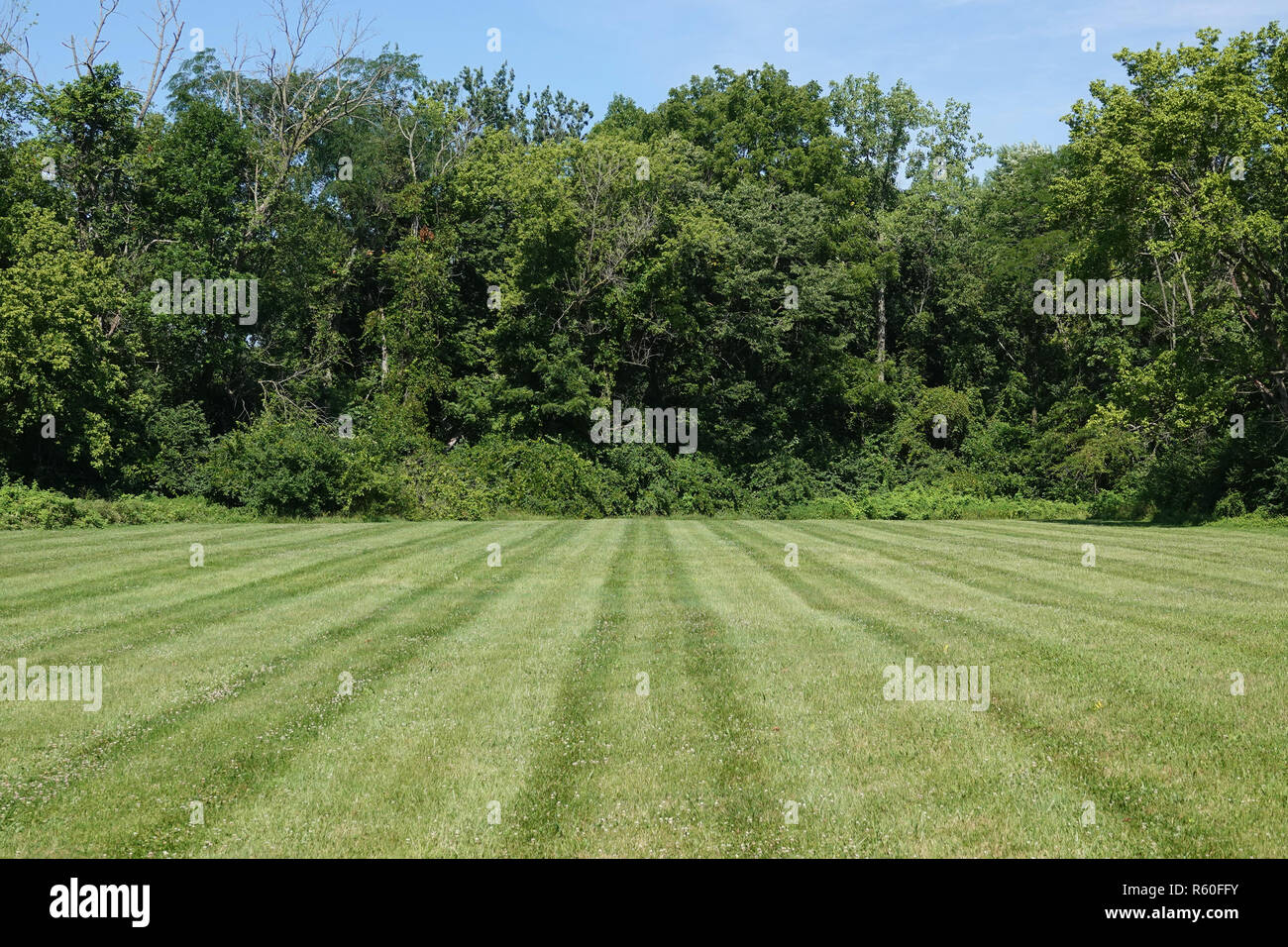 Lines of a mowed, green, grass field are shown, ending at a forest tree ...