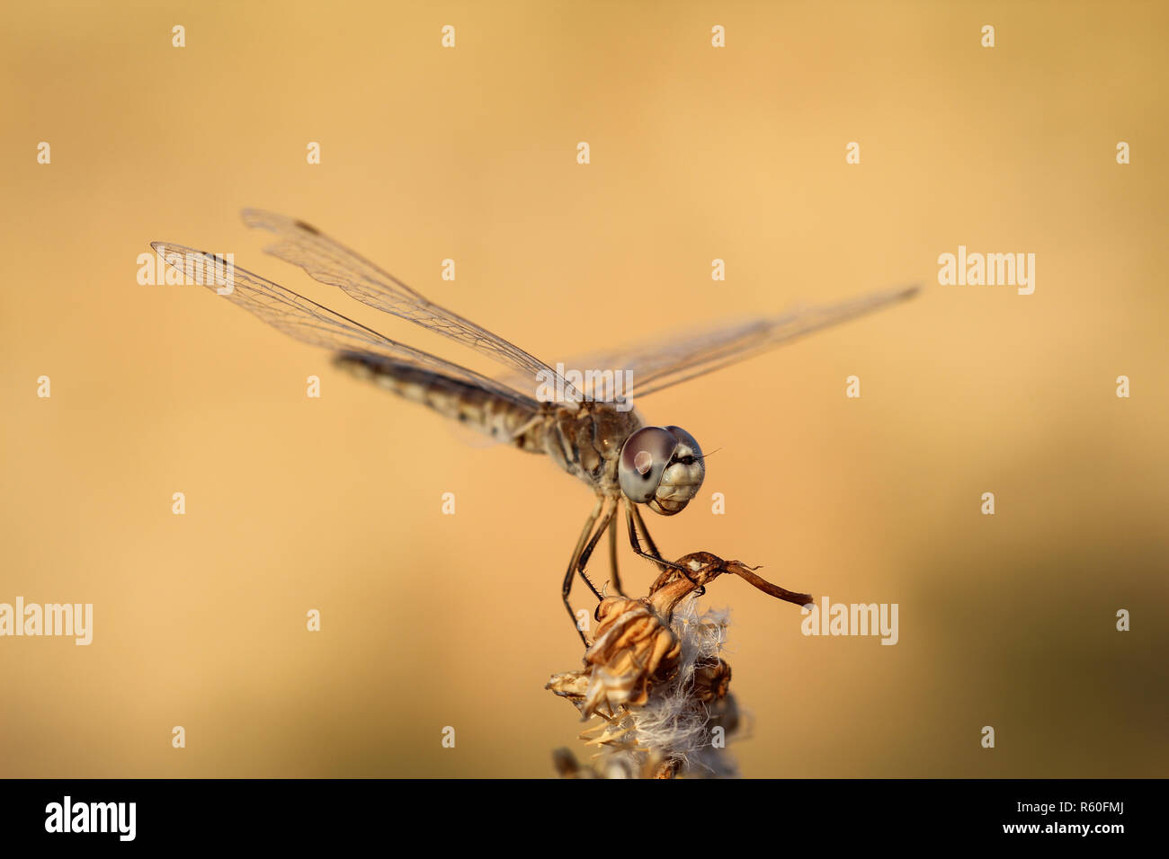 Dragonfly nature insects hi-res stock photography and images - Alamy