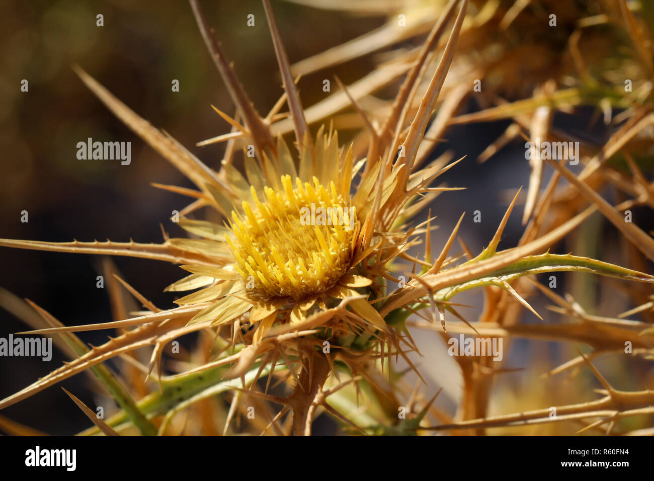 Diestel hi-res stock photography and images - Alamy