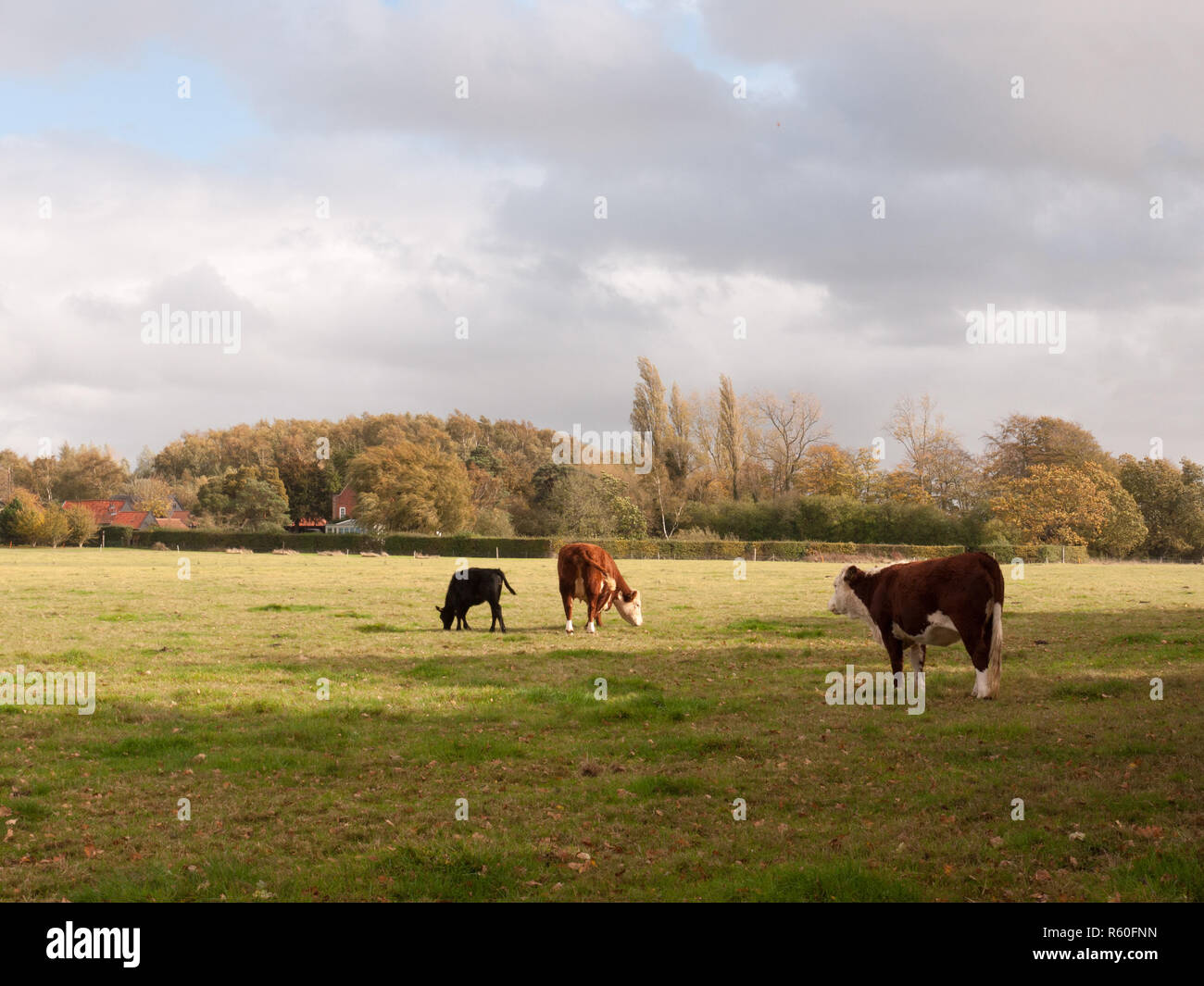 farm cows grazing on green pasture field outside Stock Photo - Alamy