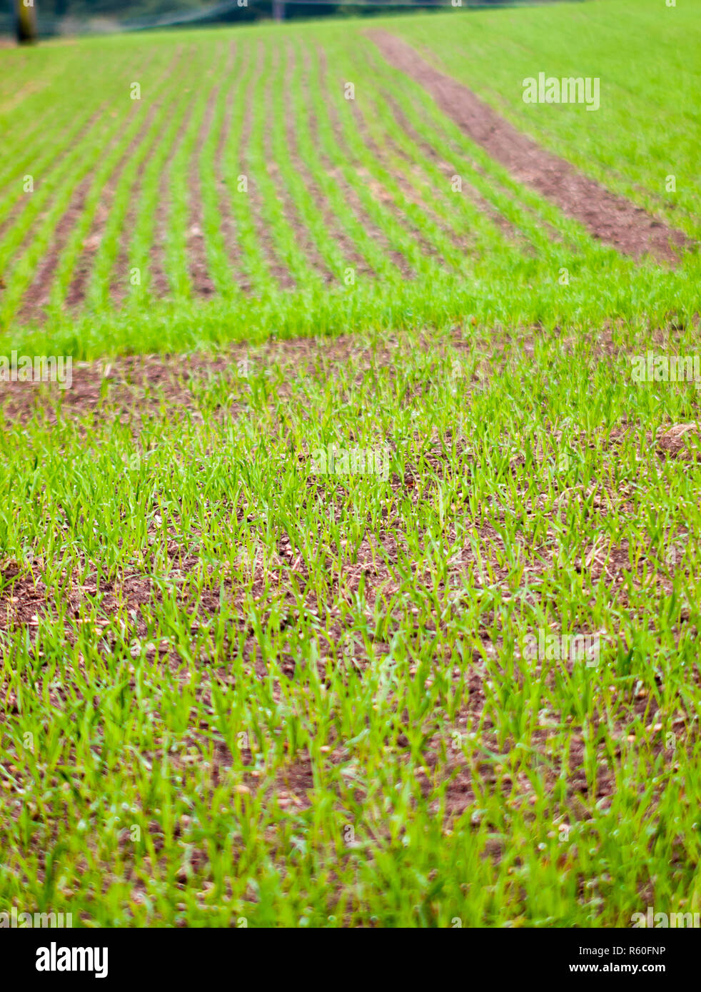 farm field green planted texture background landscape Stock Photo - Alamy