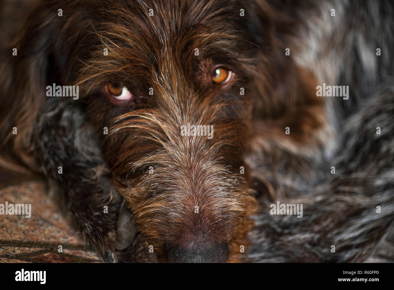 Hunting dog. Drathaar.Brown adult dog with sad eyes. A brown dog, a ...