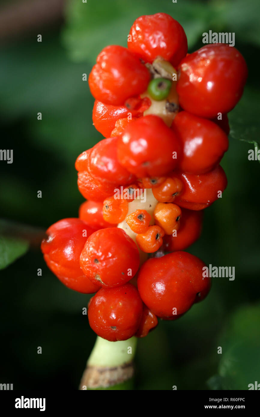 Phallic fruit hi-res stock photography and images - Alamy