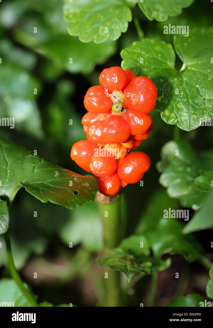 Botany phallic red hi-res stock photography and images - Alamy