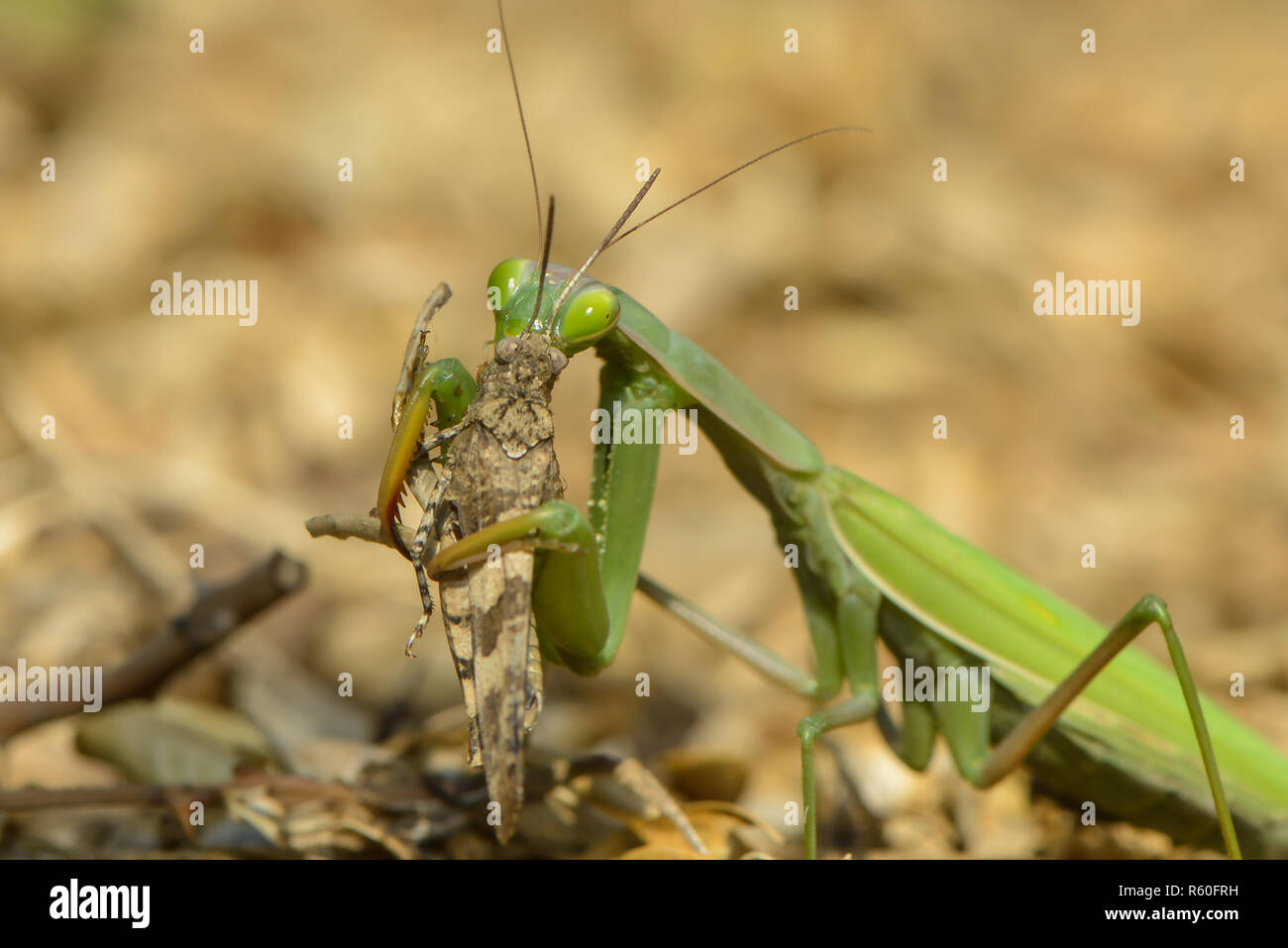 mantis catches blue wasteland bug Stock Photo - Alamy