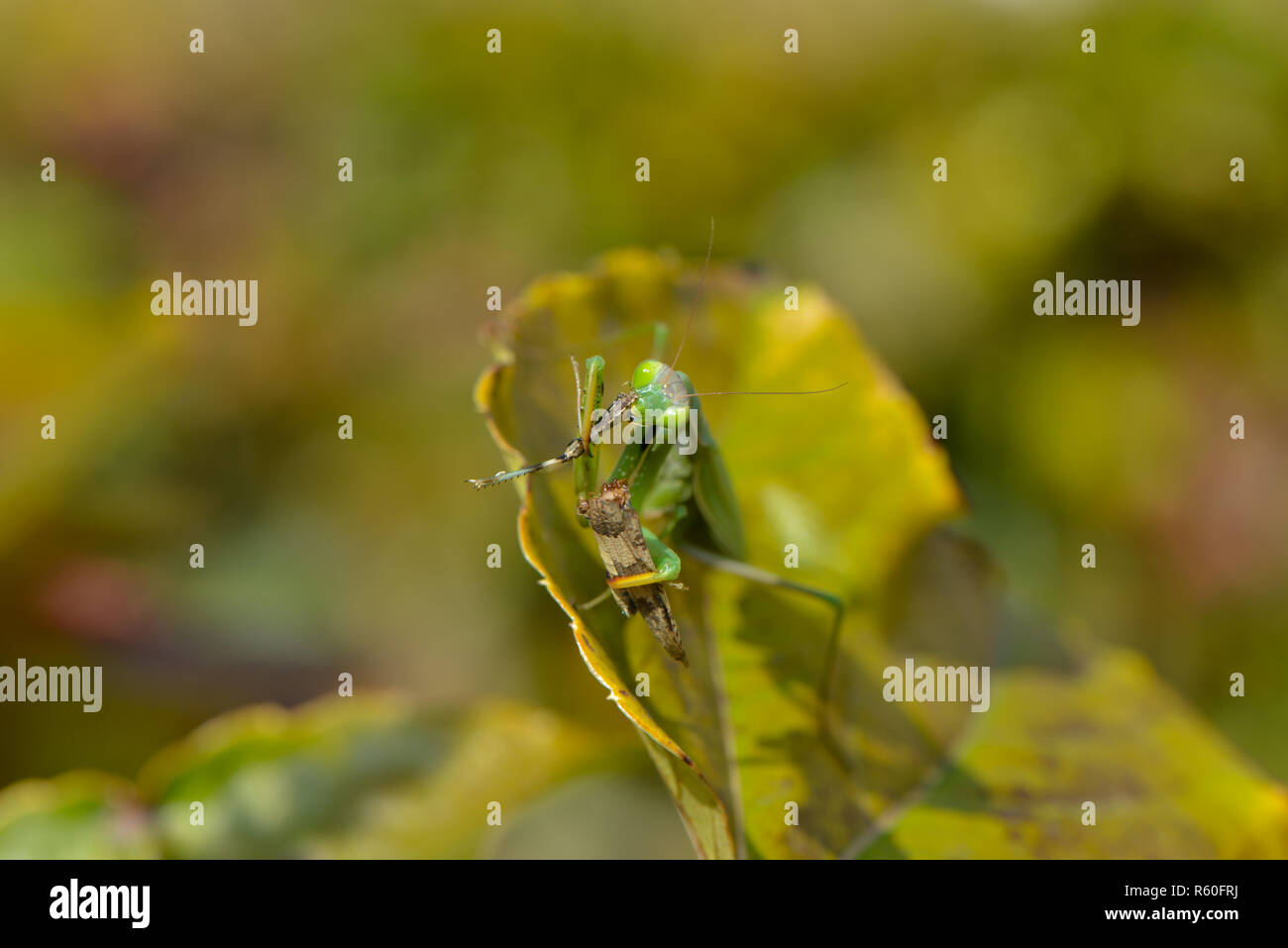 mantis catches blue wasteland bug Stock Photo - Alamy