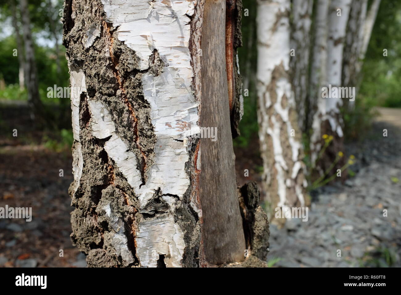 tree birch trunk way nature landscape forest spring summer Stock Photo ...