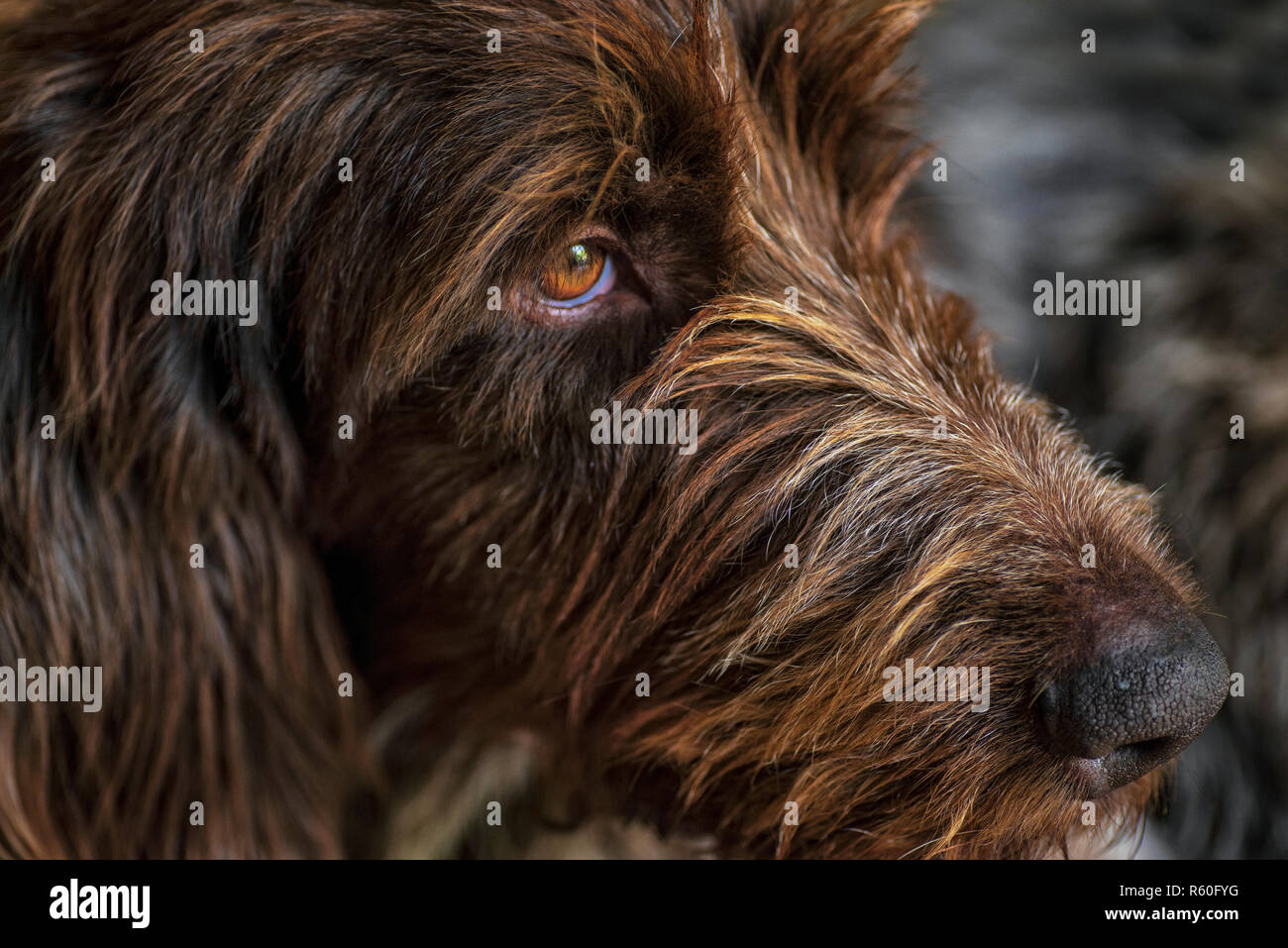Hunting dog. Drathaar.Brown adult dog with sad eyes. A brown dog, a ...