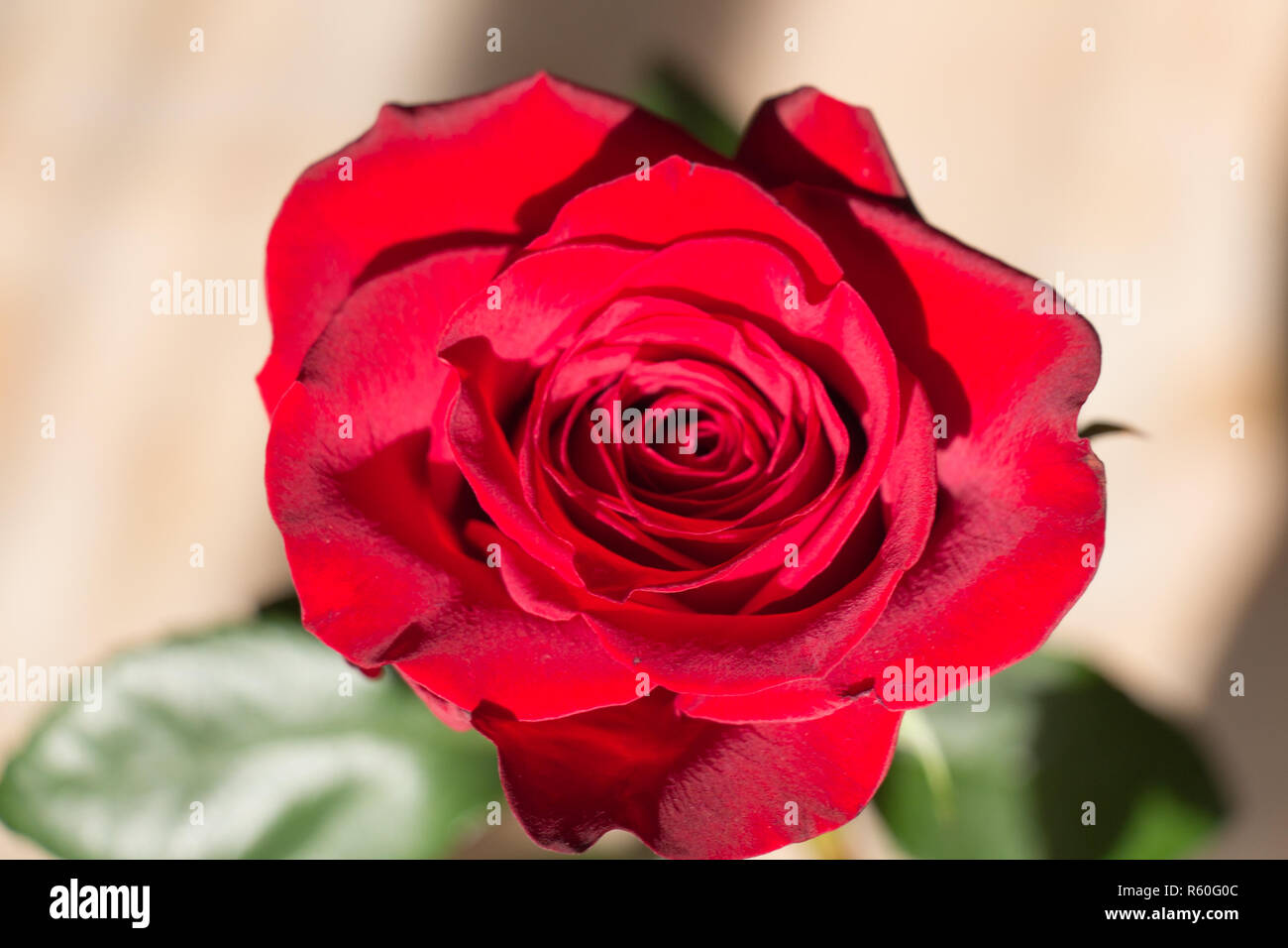 Close up view of a red rose, top view of a rose bud Stock Photo - Alamy