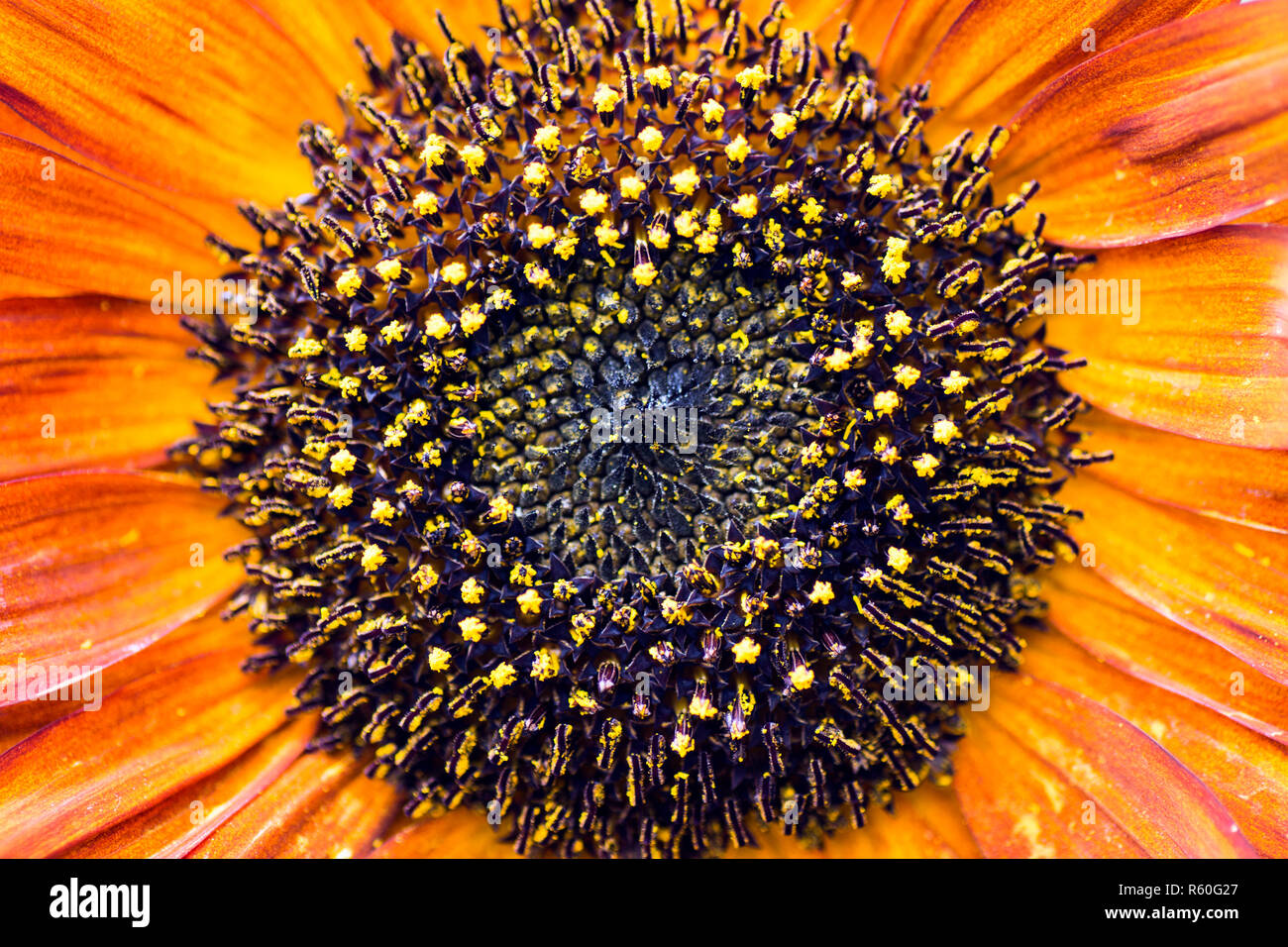 middle of sunflower Stock Photo - Alamy