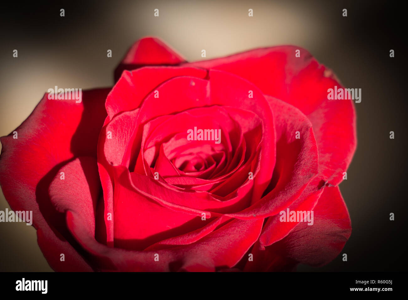 Close up view of a red rose. Rose bud opening. Vignette effect Stock ...