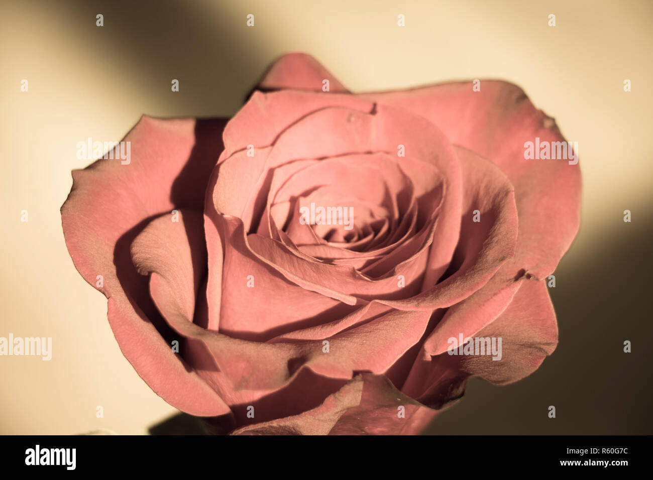 Close up view of a rose, rose bud opening. Aged photo effect Stock ...