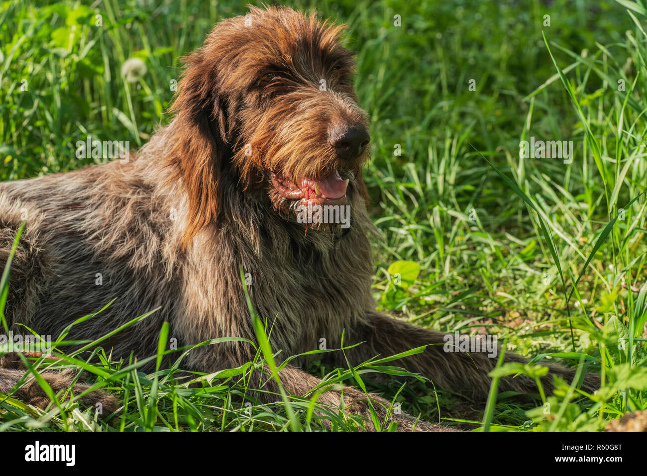 Hunting dog. Drathaar.Brown adult dog with sad eyes. A brown dog, a ...