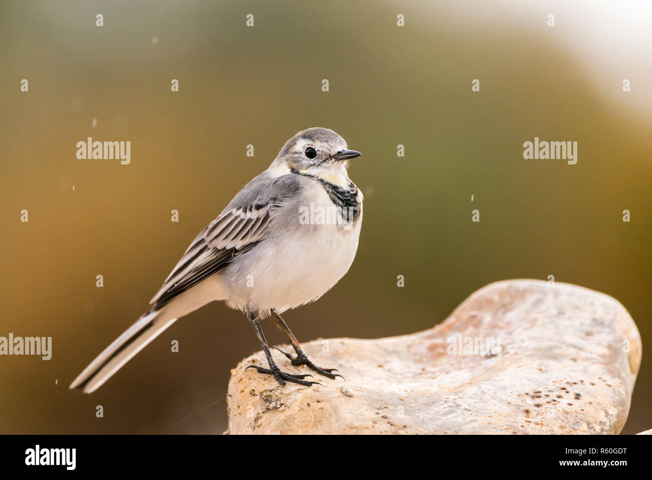 Bird under the rain Stock Photo - Alamy