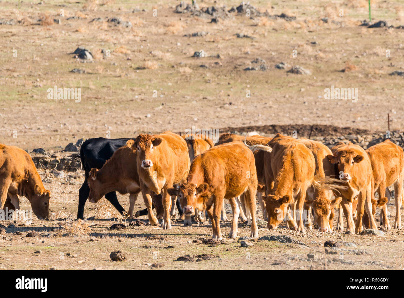 Hereford cow eating hay hi-res stock photography and images - Alamy
