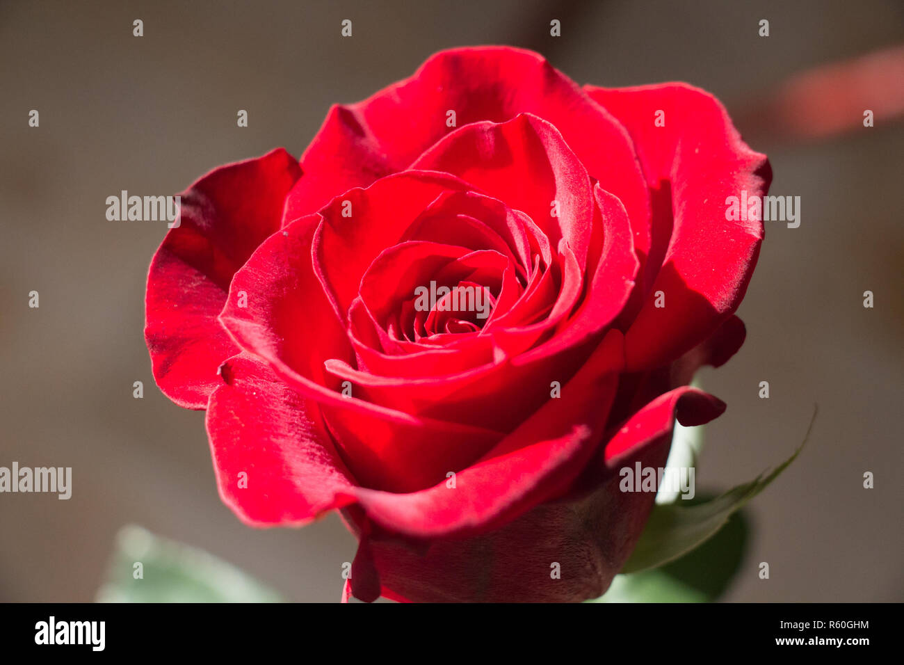 Close up view of a red rose, top view of a rose bud Stock Photo - Alamy