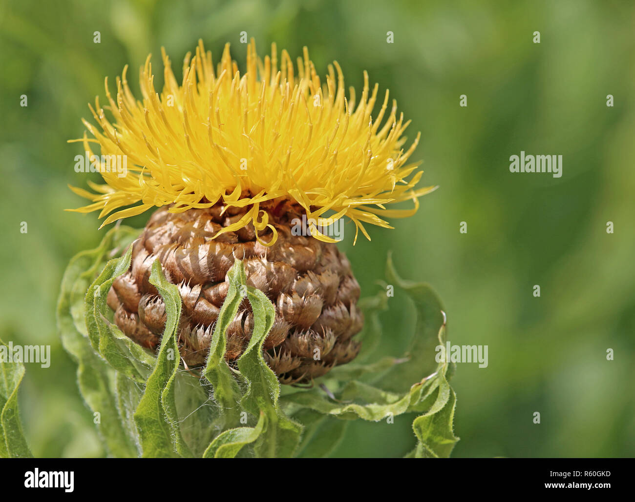 yellow giant knapweed centaurea macrocephala Stock Photo - Alamy
