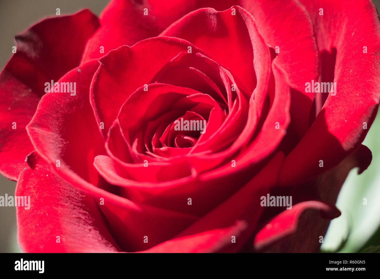 Close up view of a red rose, rose bud opening Stock Photo - Alamy