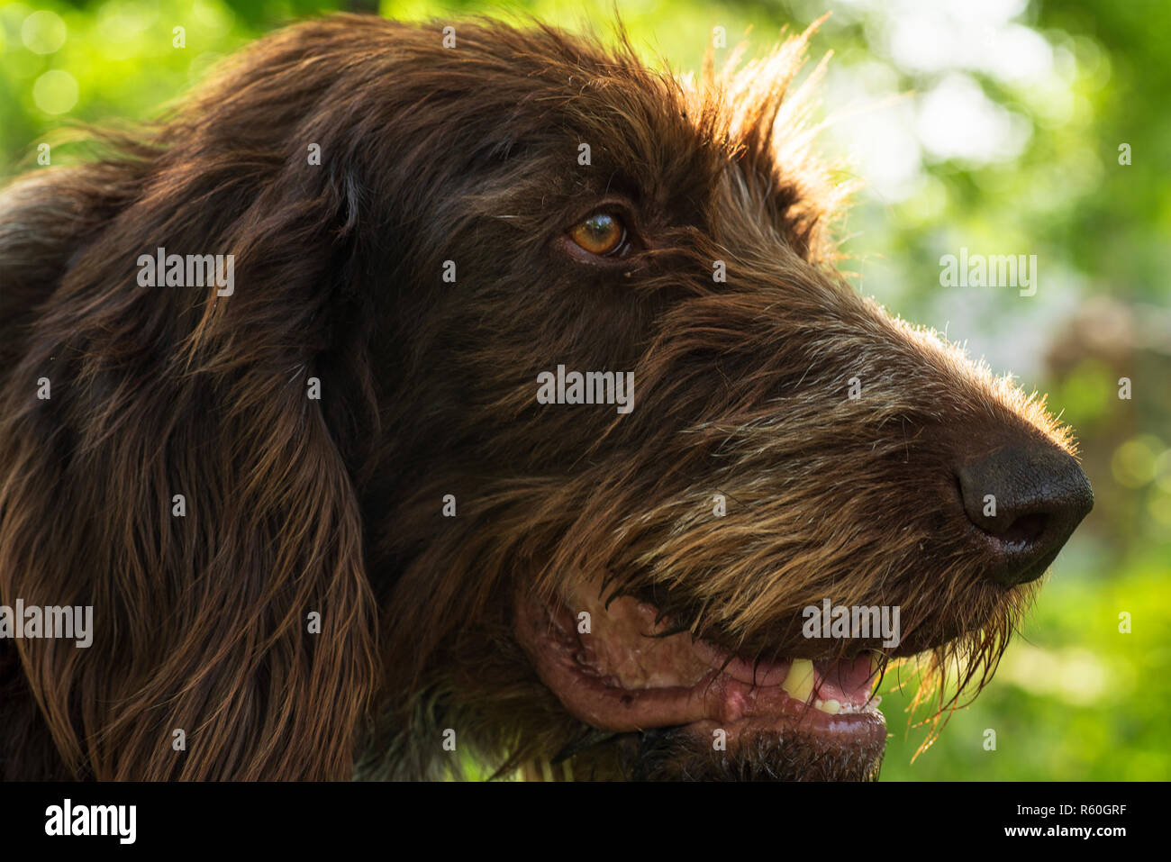 Hunting dog. Drathaar.Brown adult dog with sad eyes. A brown dog, a ...