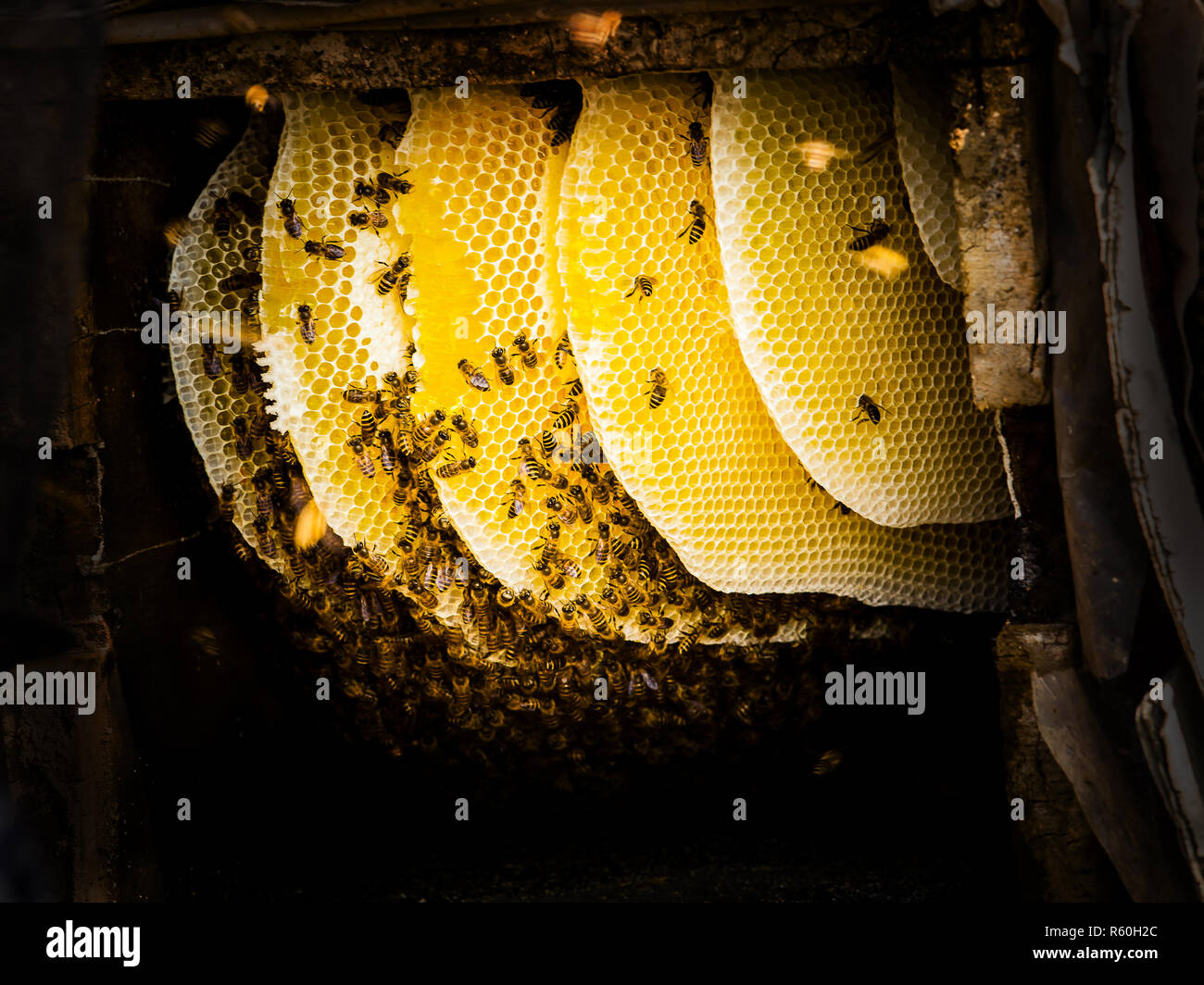 China beehive hi-res stock photography and images - Alamy