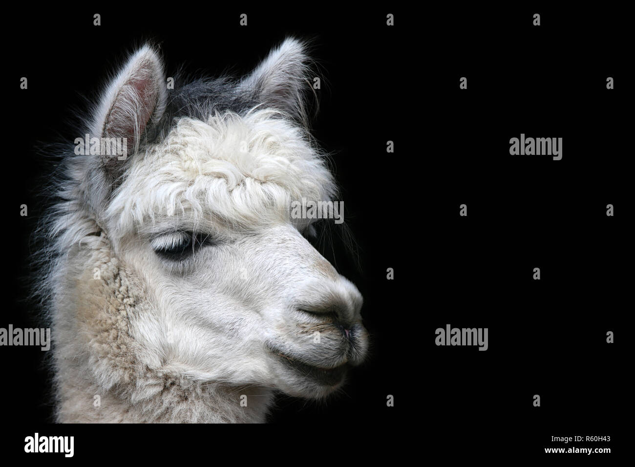 Alpaca in black background hi-res stock photography and images - Alamy