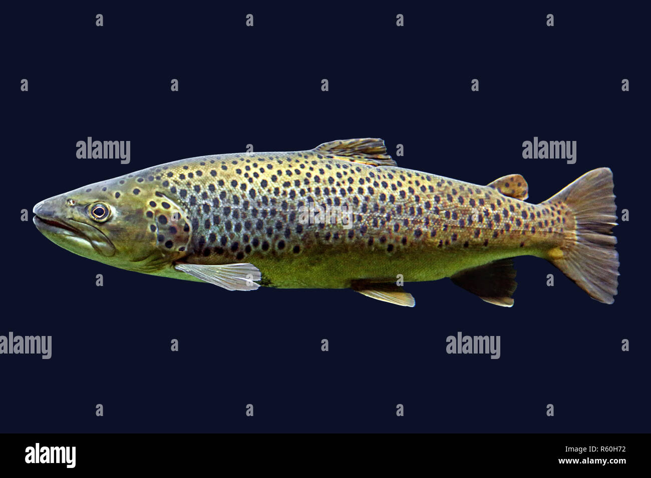 trout salmo trutta Stock Photo - Alamy