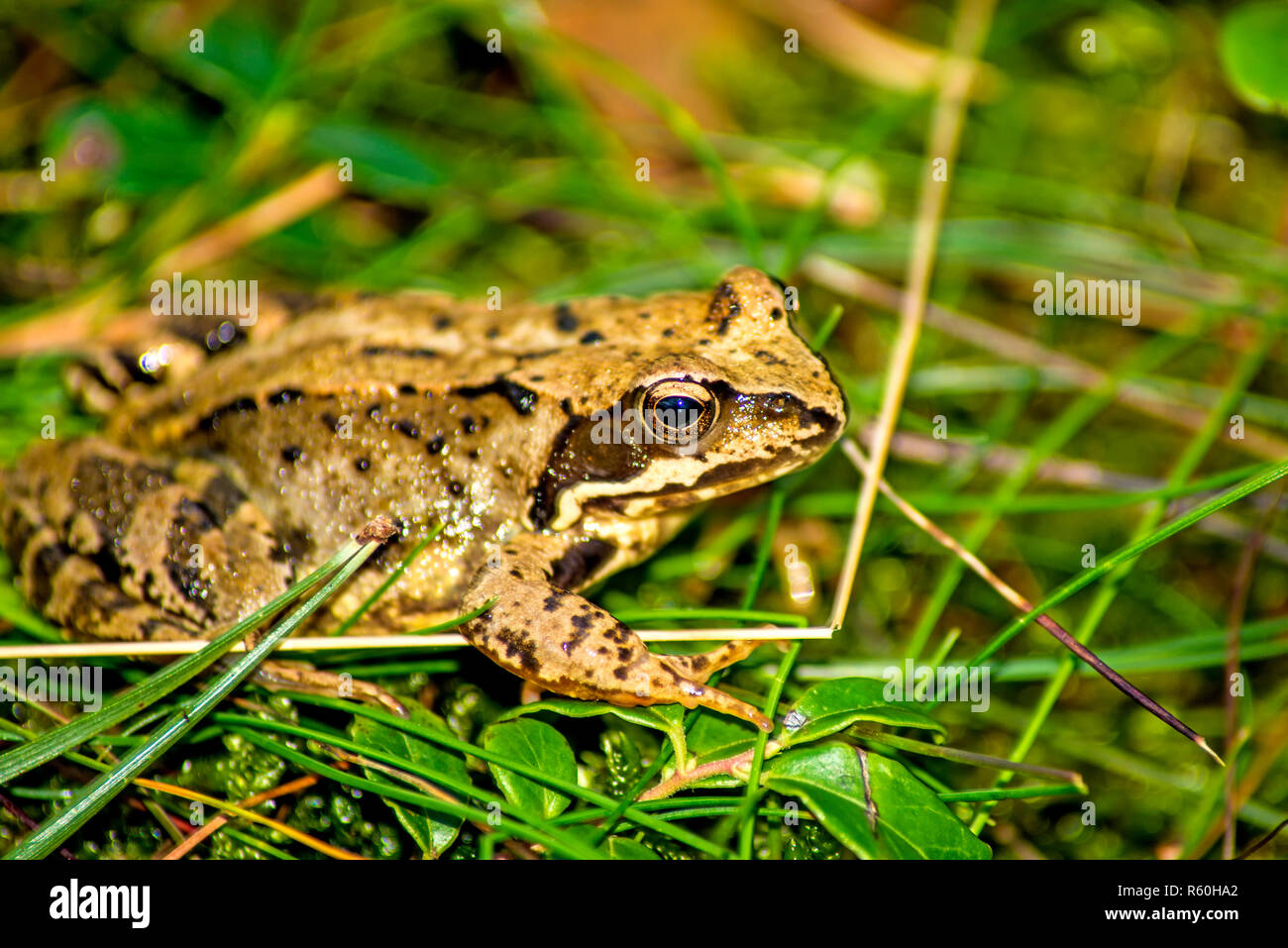 spring frog,rana dalmatina,in a forest in poland Stock Photo - Alamy