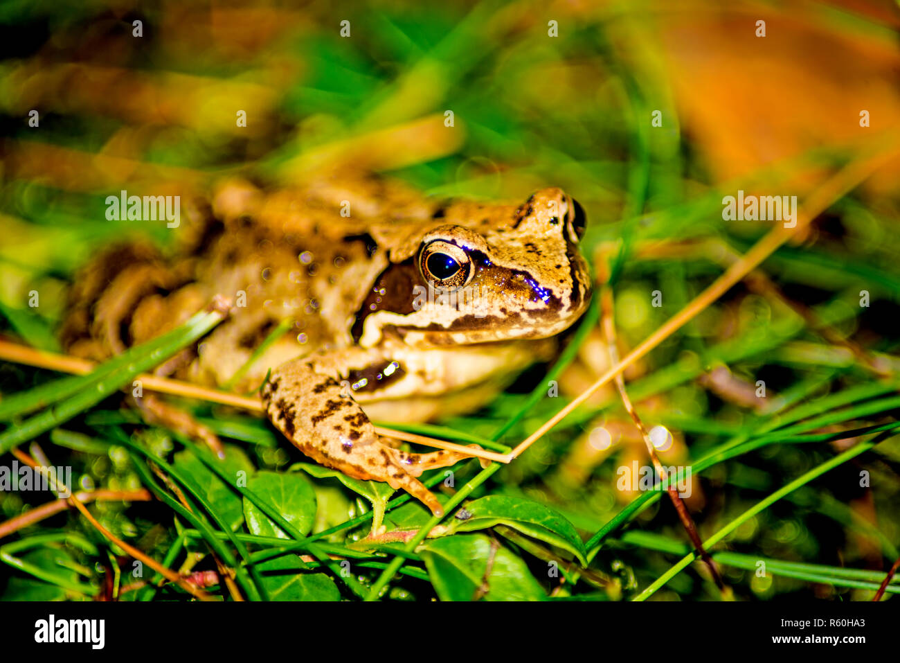 spring frog,rana dalmatina,in a forest in poland Stock Photo - Alamy