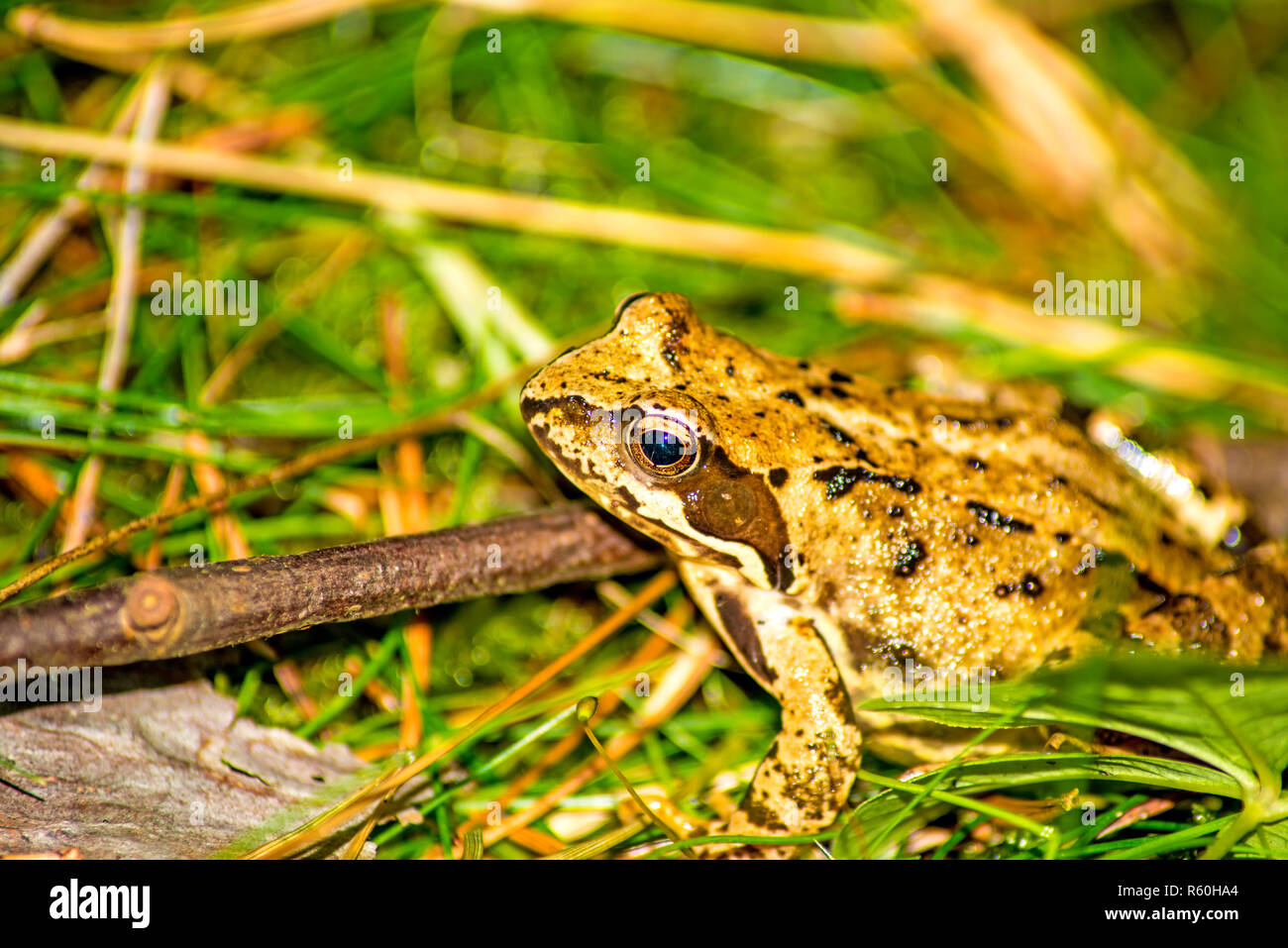 spring frog,rana dalmatina,in a forest in poland Stock Photo - Alamy