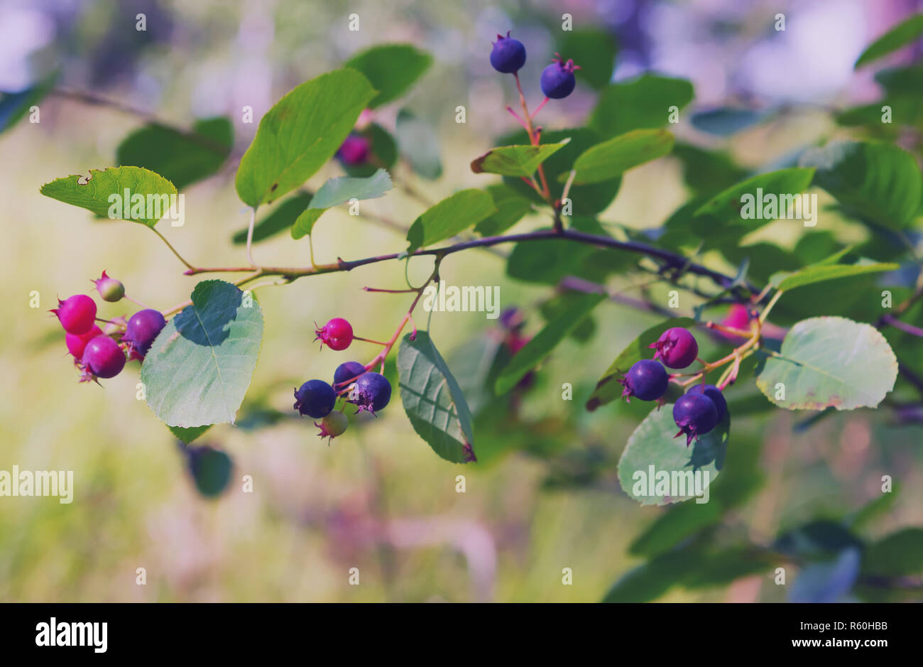 Sarvis berry hi-res stock photography and images - Alamy