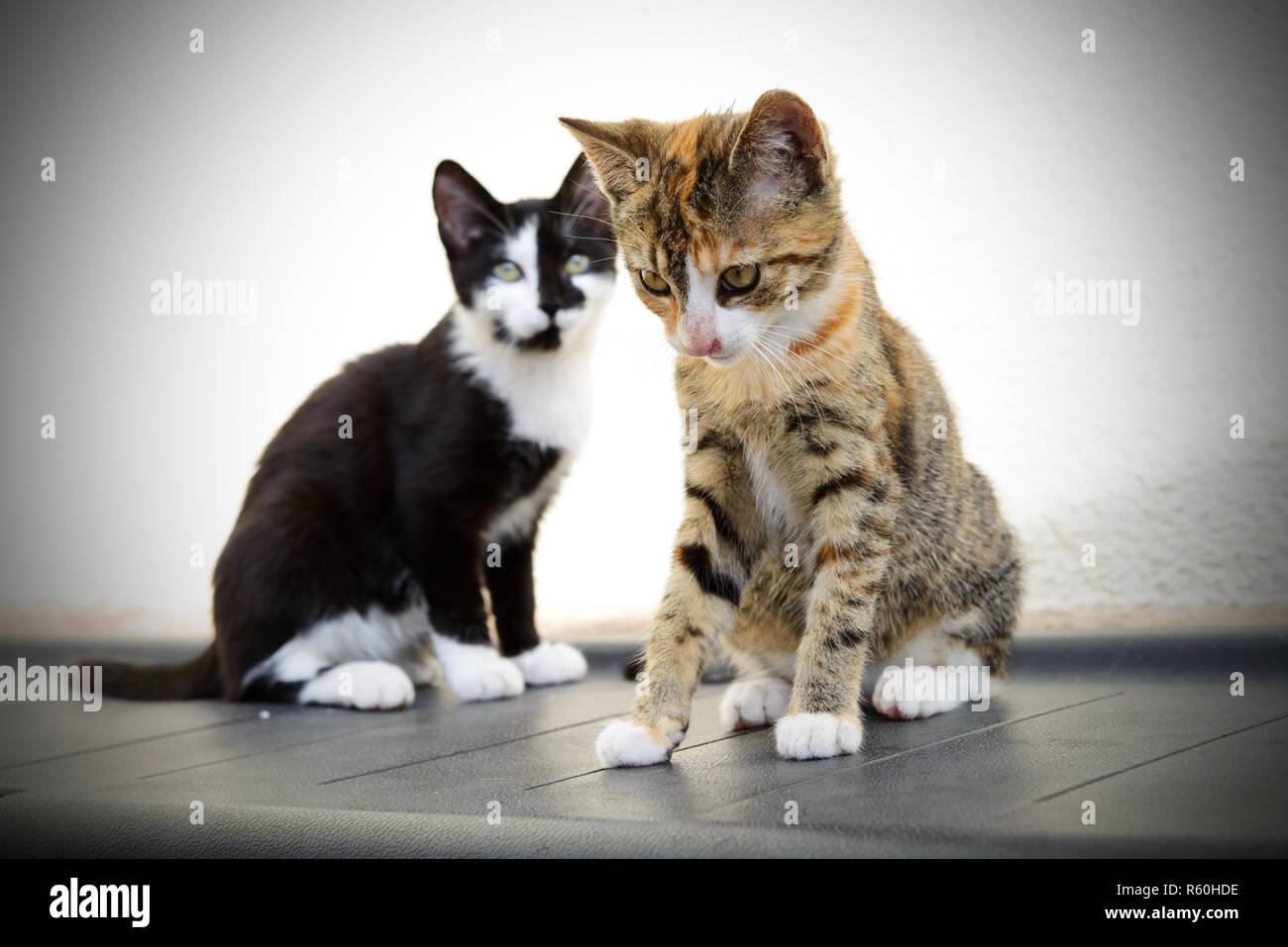 portrait of two cat children Stock Photo - Alamy