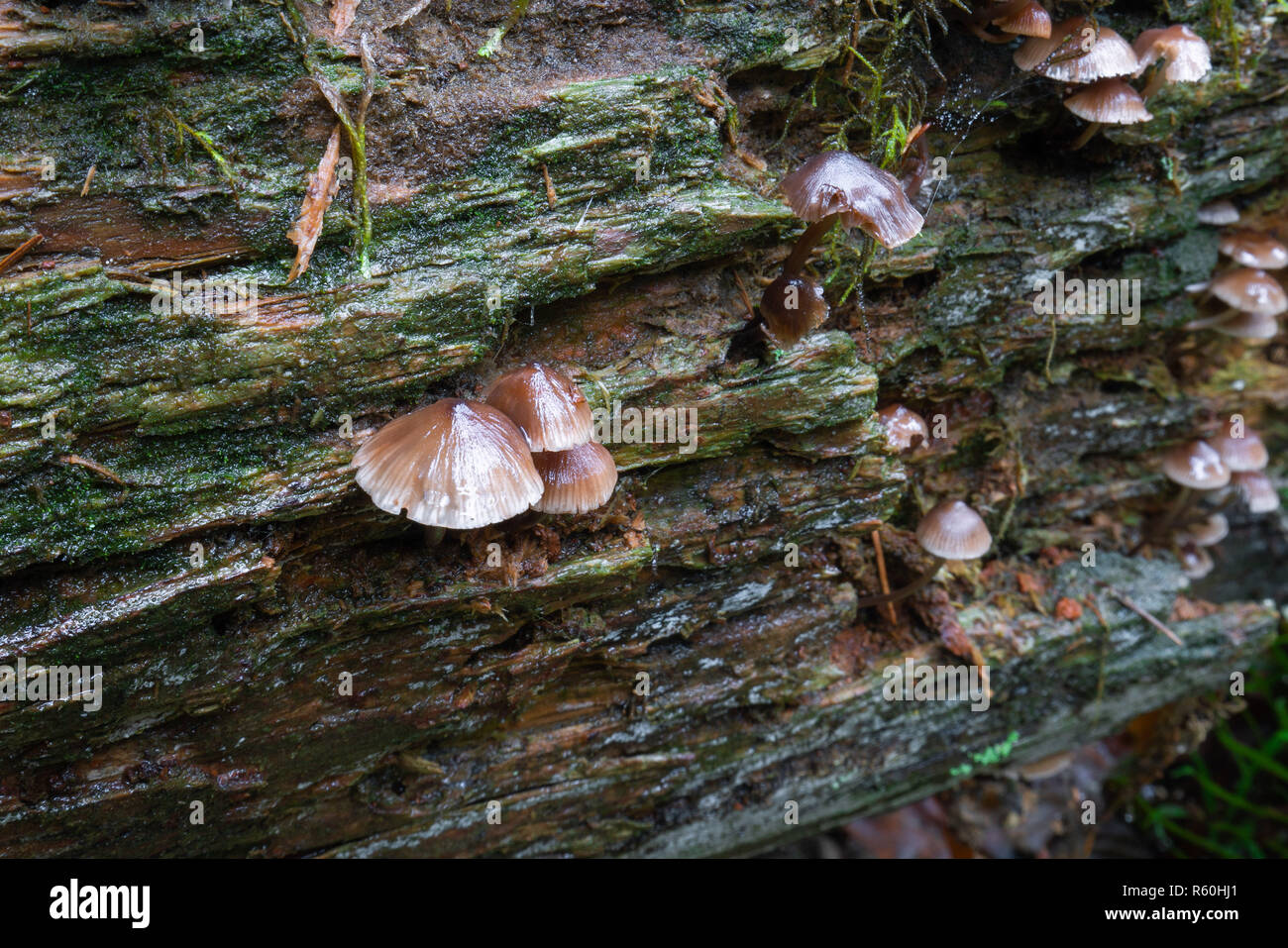 Wild mushrooms growing on a fallen log in the forest, after the rain ...