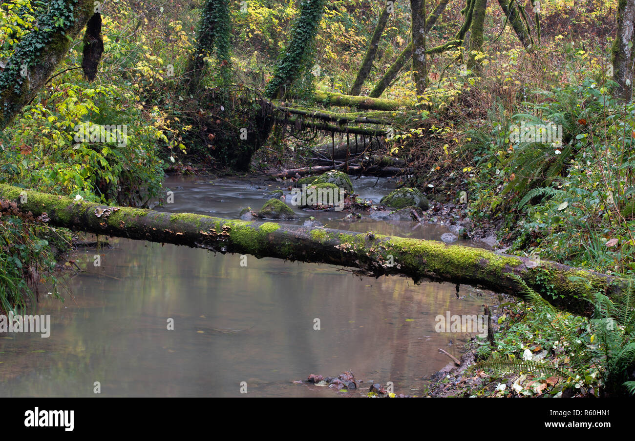 Fallen trees covered in moss across a river in the middle of the forest ...