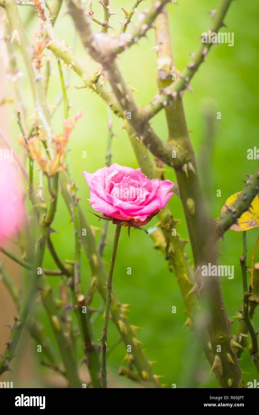 Roses in the garden Stock Photo - Alamy