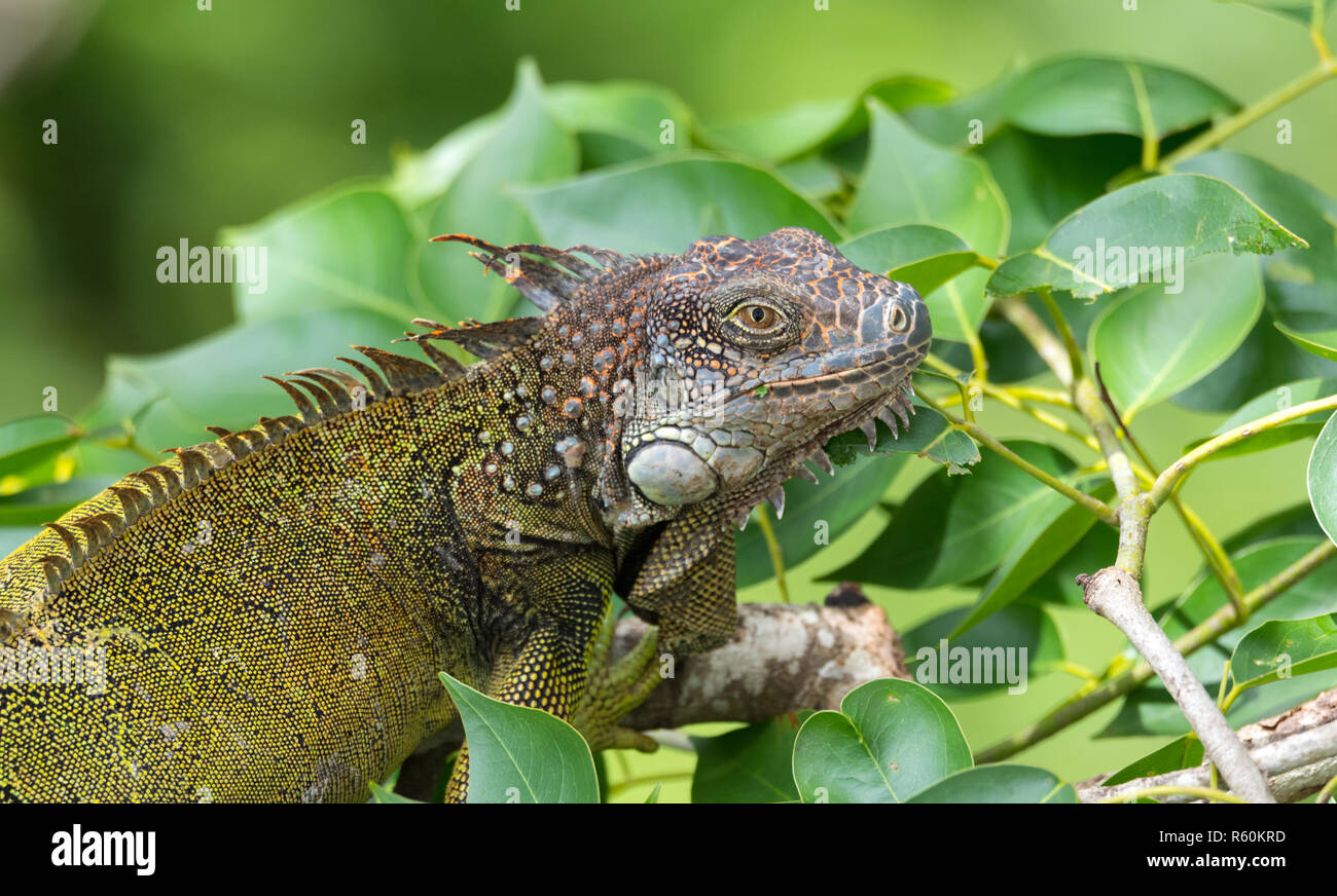 Green Iguana (Iguana iguana) takes refuge on a tree branch, shelters ...