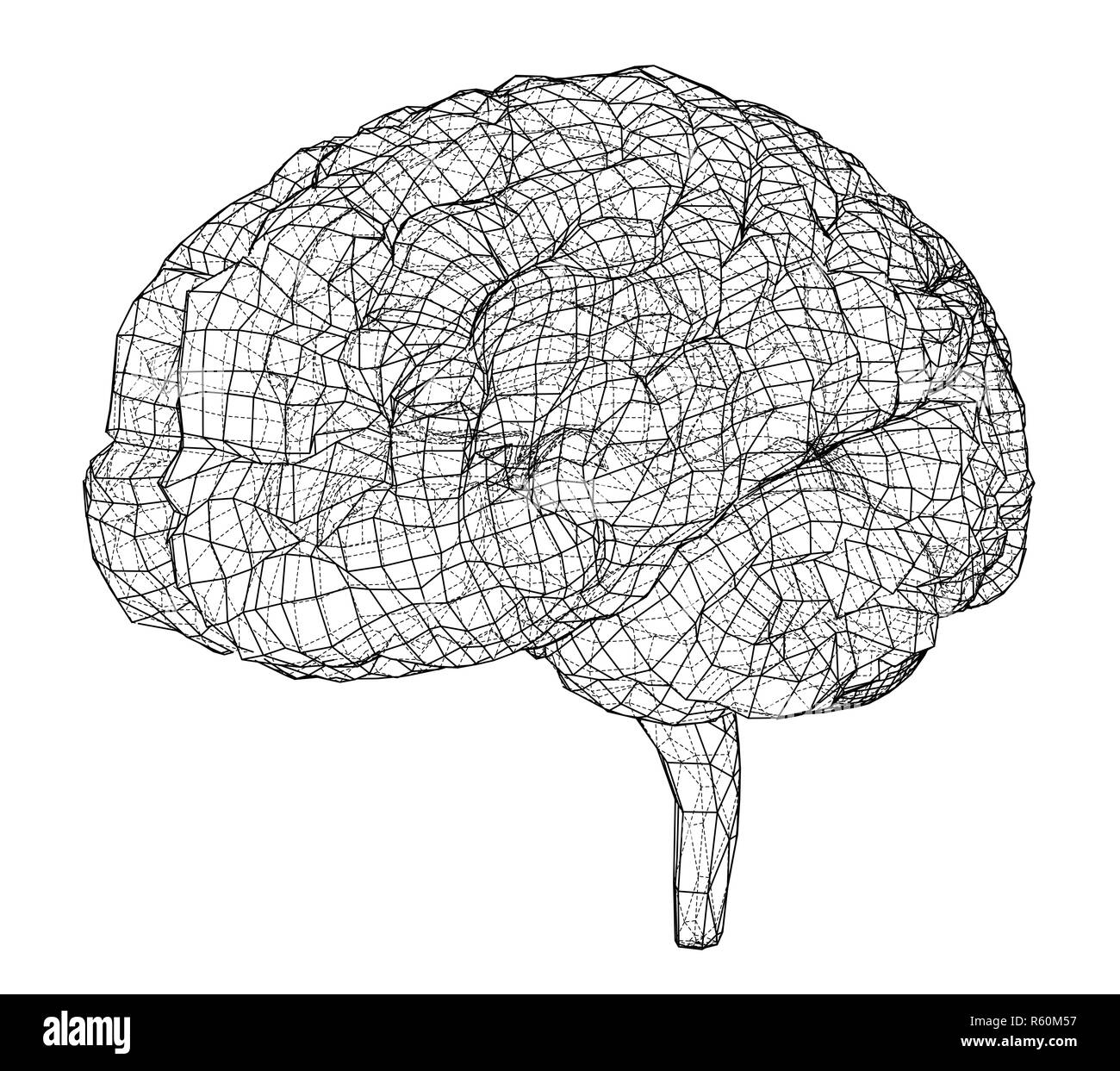 3D outline brain Stock Photo - Alamy