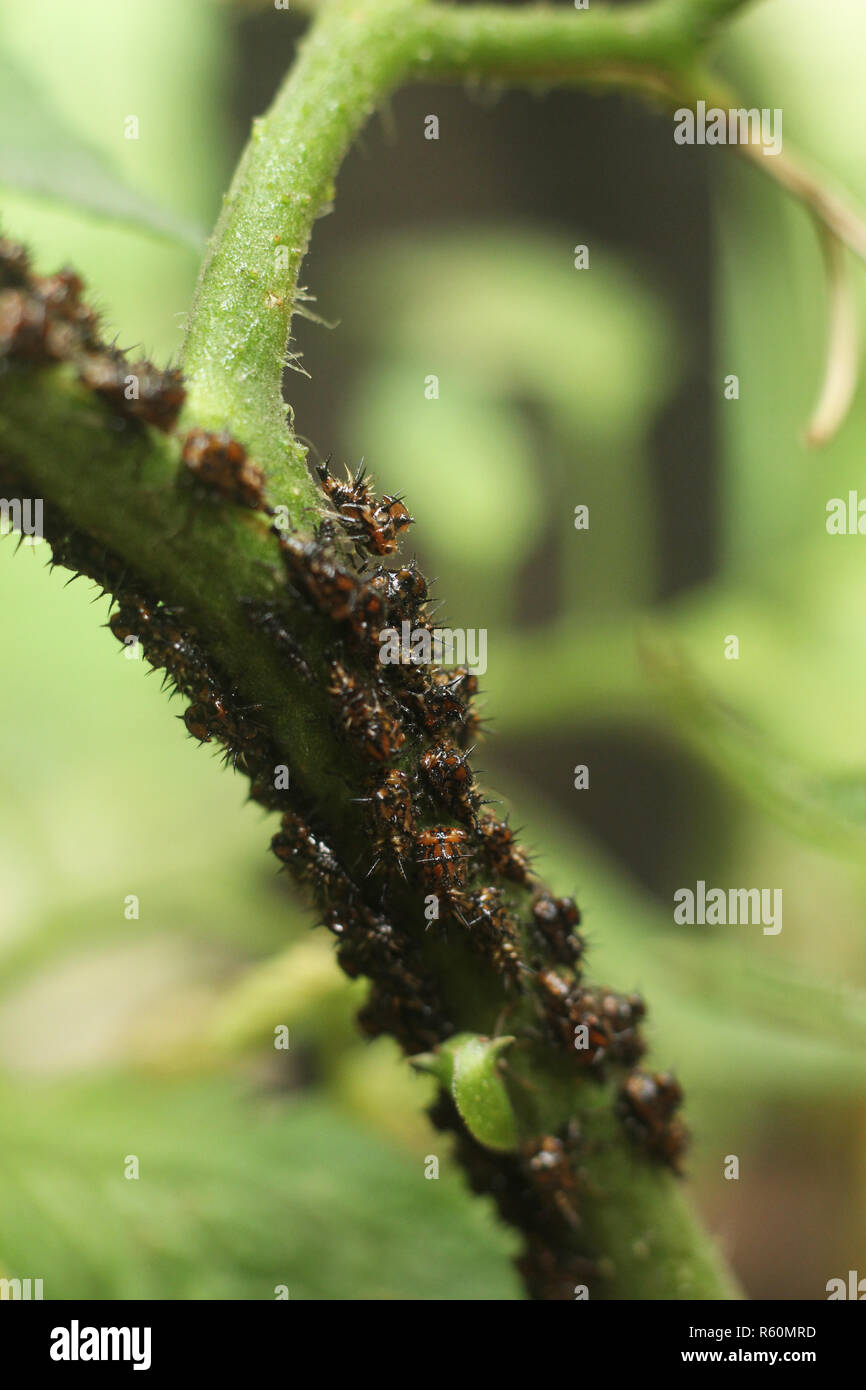 Tomato plant parasites Stock Photo - Alamy